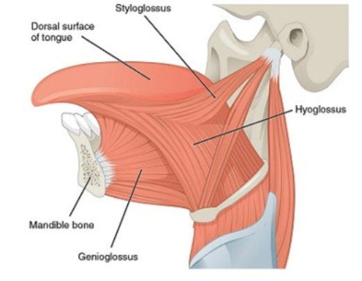 Forget the Cat! Has Tension Got Your Tongue? – International Voice ...